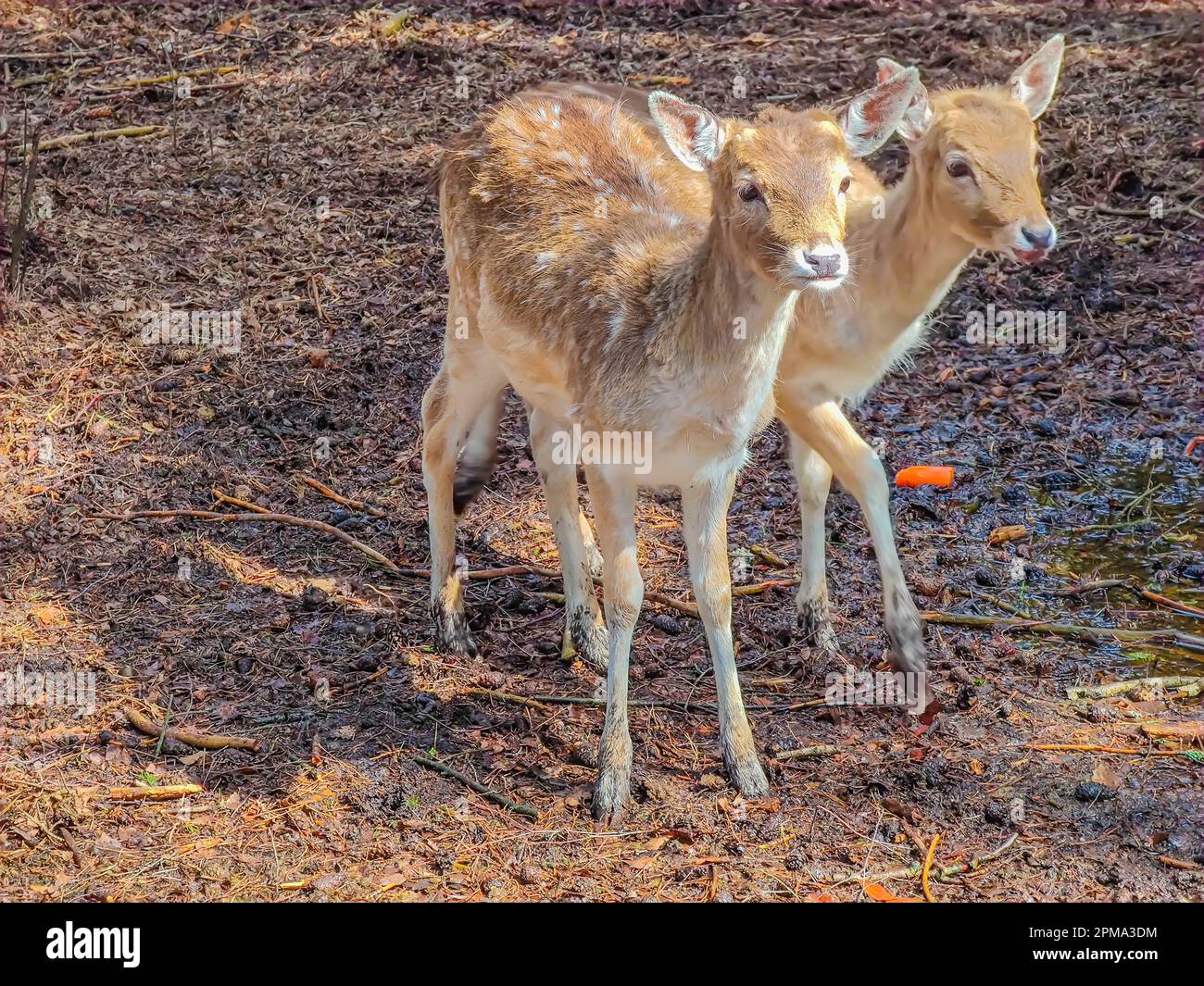 Close-up photo of two young fallow deer in the forest in wild nature ...