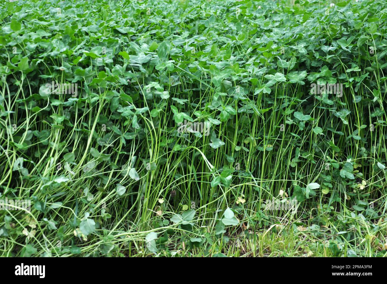 In the spring farm field young clover grows Stock Photo - Alamy