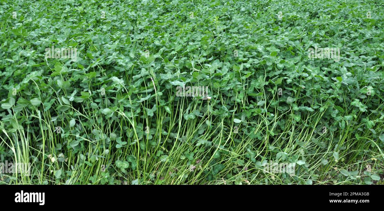 In the spring farm field young clover grows Stock Photo - Alamy