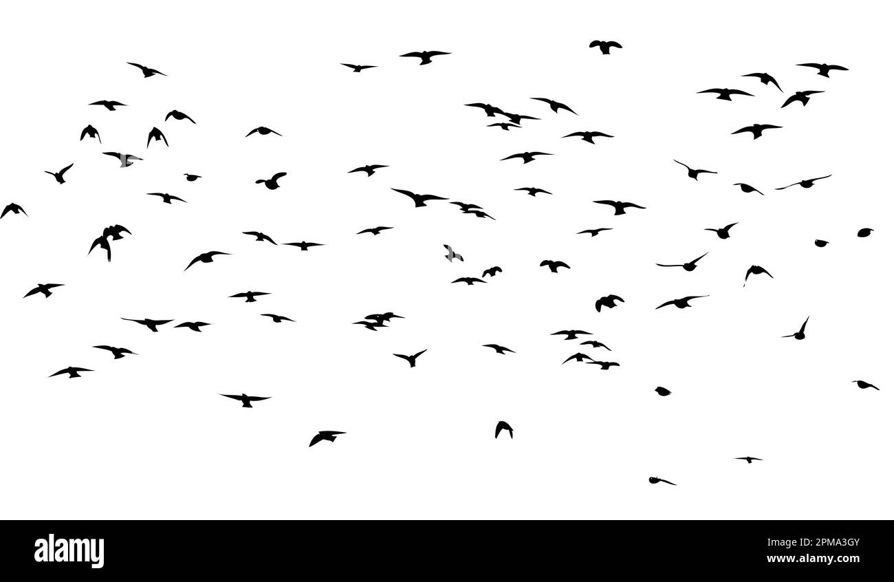 A flock of flying birds. Free birds. Vector illustration Stock Vector ...