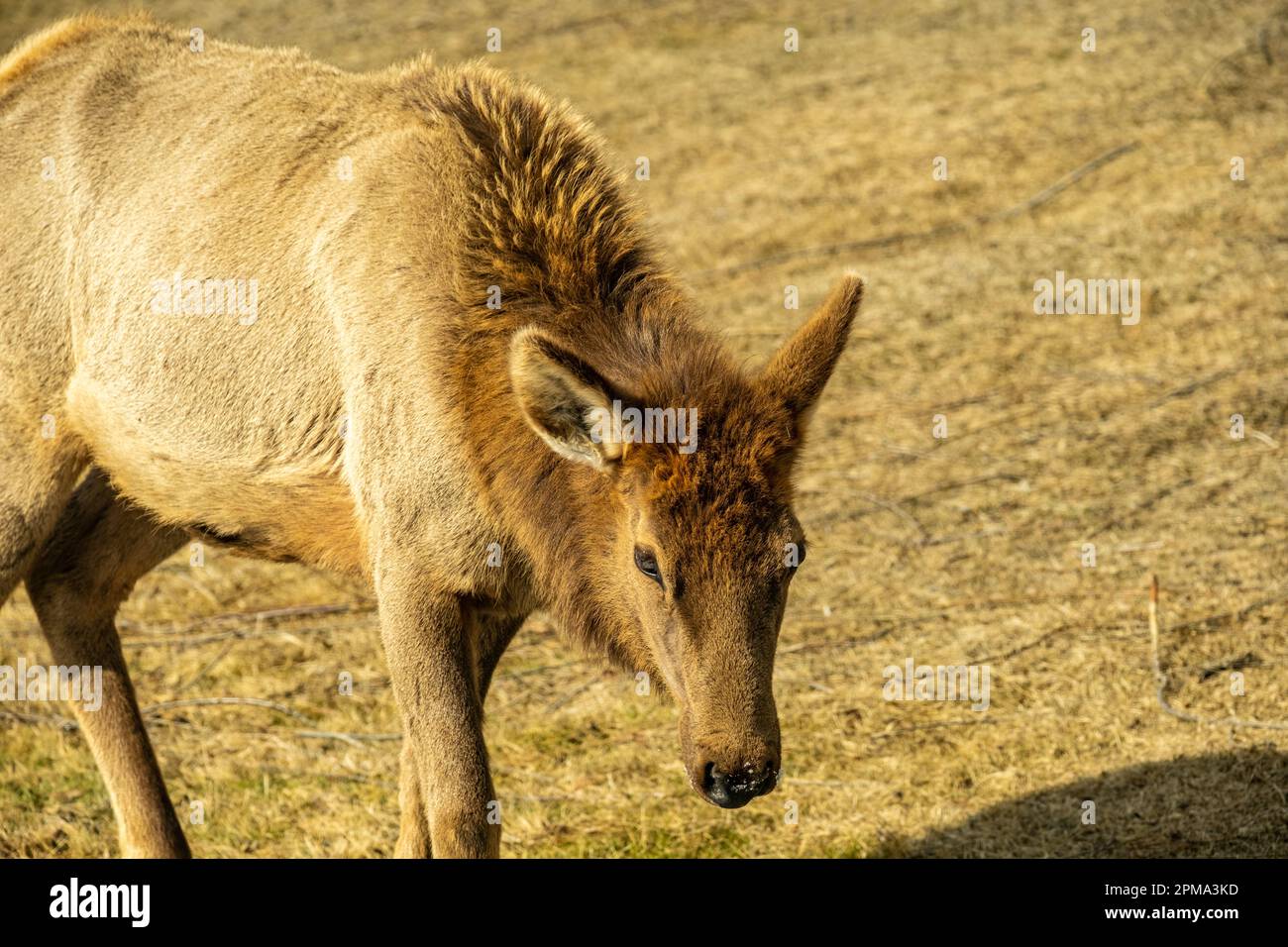 Local Elk grazing Stock Photo - Alamy
