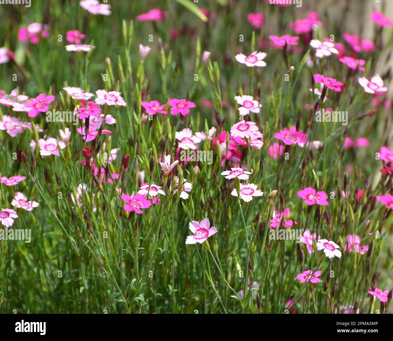 Carnation garden grows and blooms in the open ground Stock Photo - Alamy