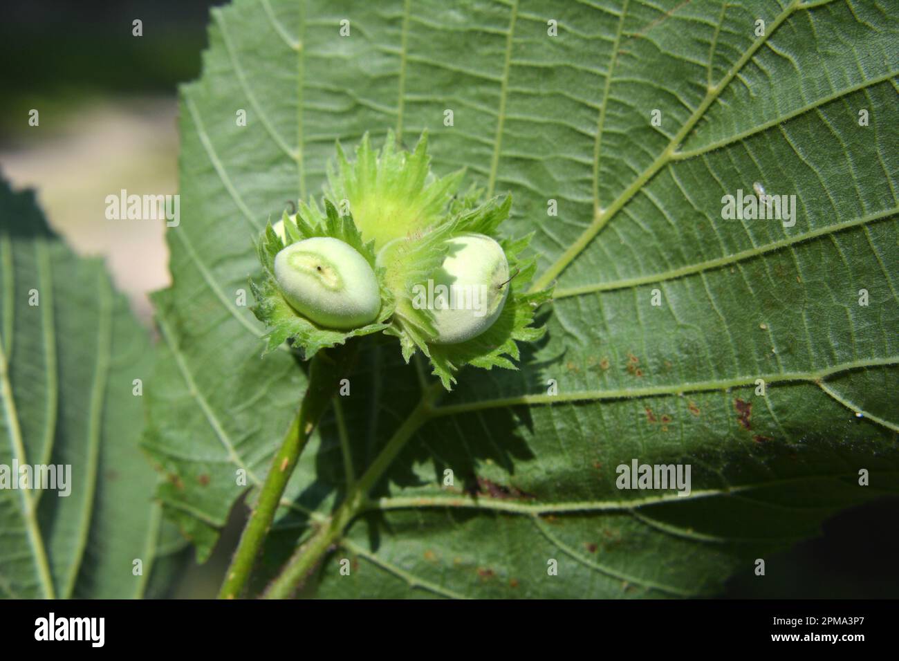 Nuts ripen on the branch of the hazel bush Stock Photo - Alamy