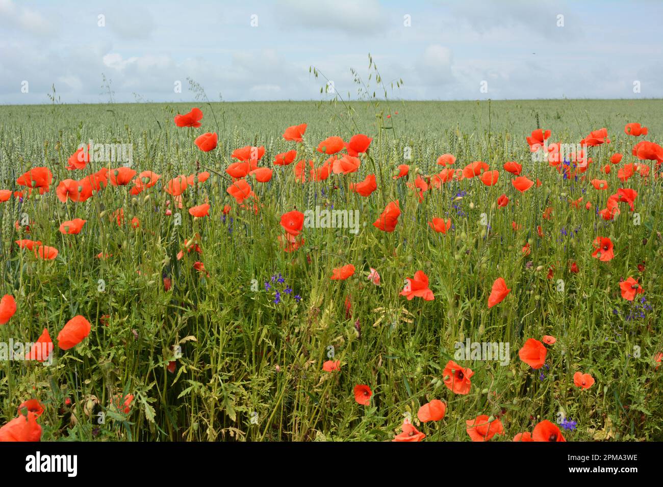 Wild poppy that grows like a weed on a farm field among crops Stock ...