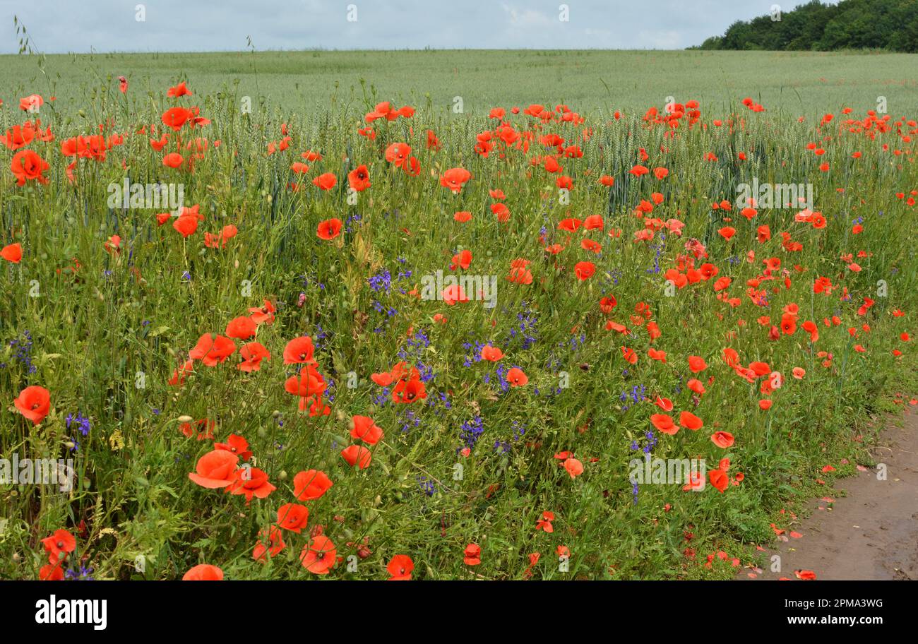 Wild poppy that grows like a weed on a farm field among crops Stock ...