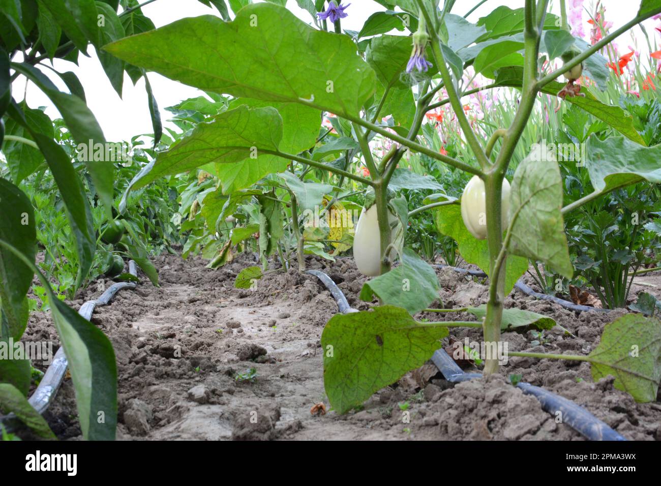 Drip irrigation of vegetable crops growing in organic open ground Stock ...
