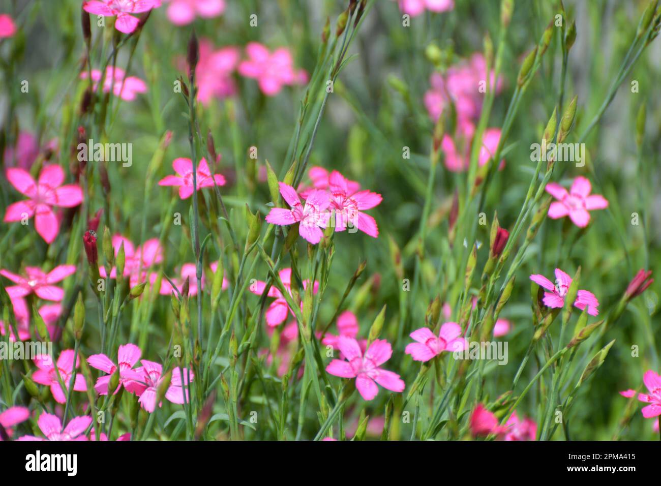Carnation garden grows and blooms in the open ground Stock Photo - Alamy