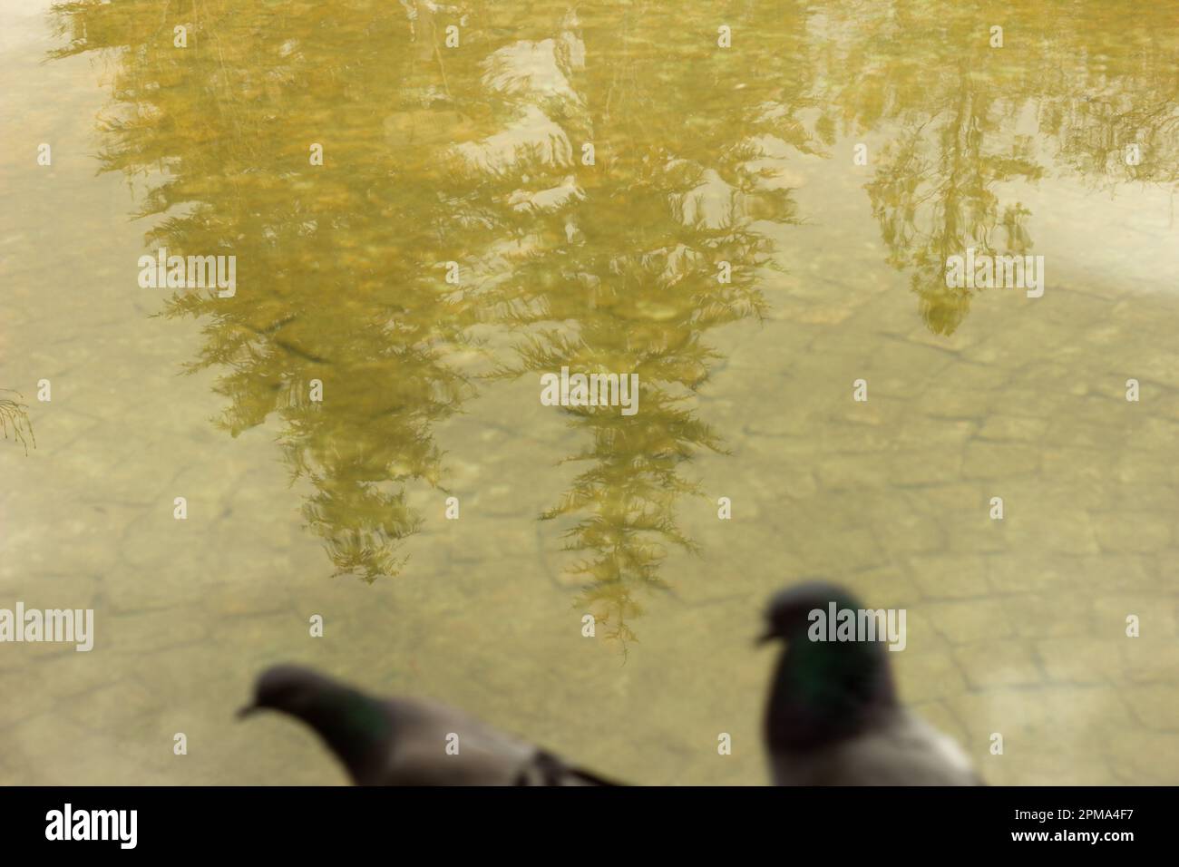 Birds watching the reflection on the water Stock Photo - Alamy