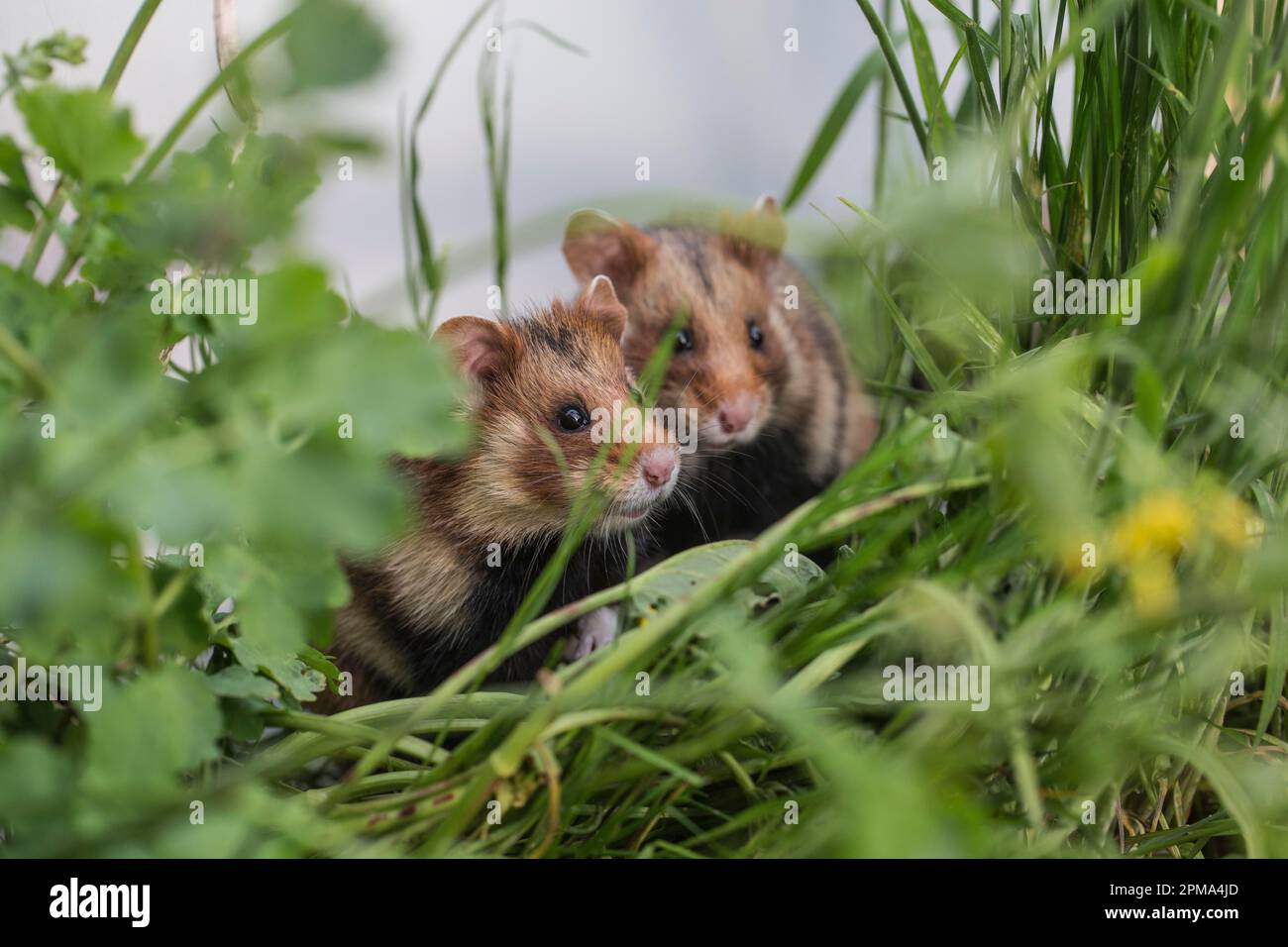 European Hamster (Cricetus cricetus), male and female, Europe Stock ...
