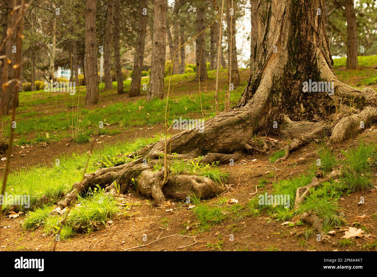 hollow tree roots in the park Stock Photo - Alamy