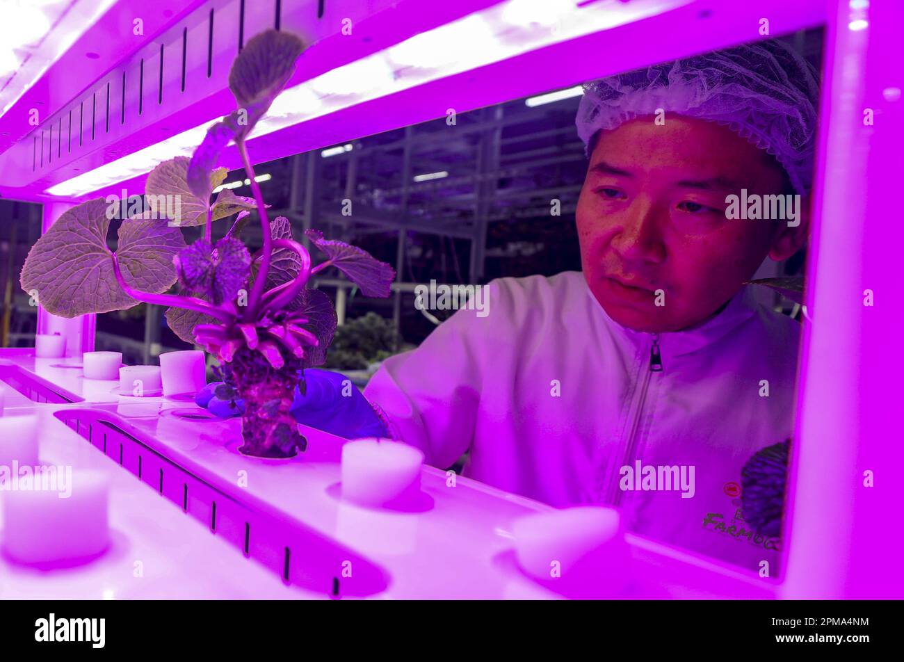 CEO of Farm66 Gordon Tam Chi-ho examines his wasabi plants at his ...
