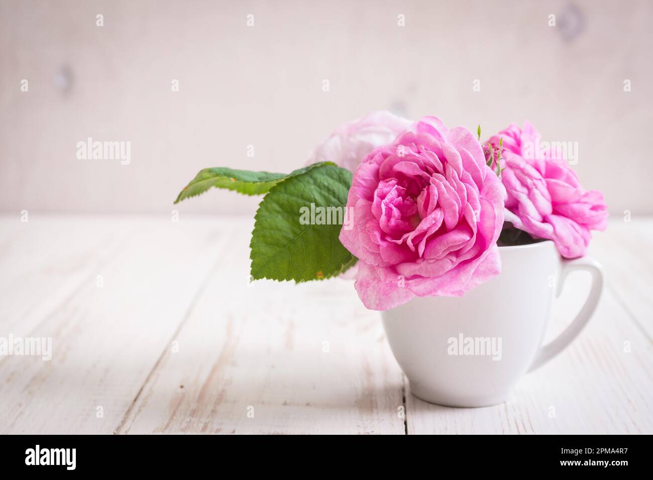Beautiful pink tea roses on a white wooden background. Romantic ...
