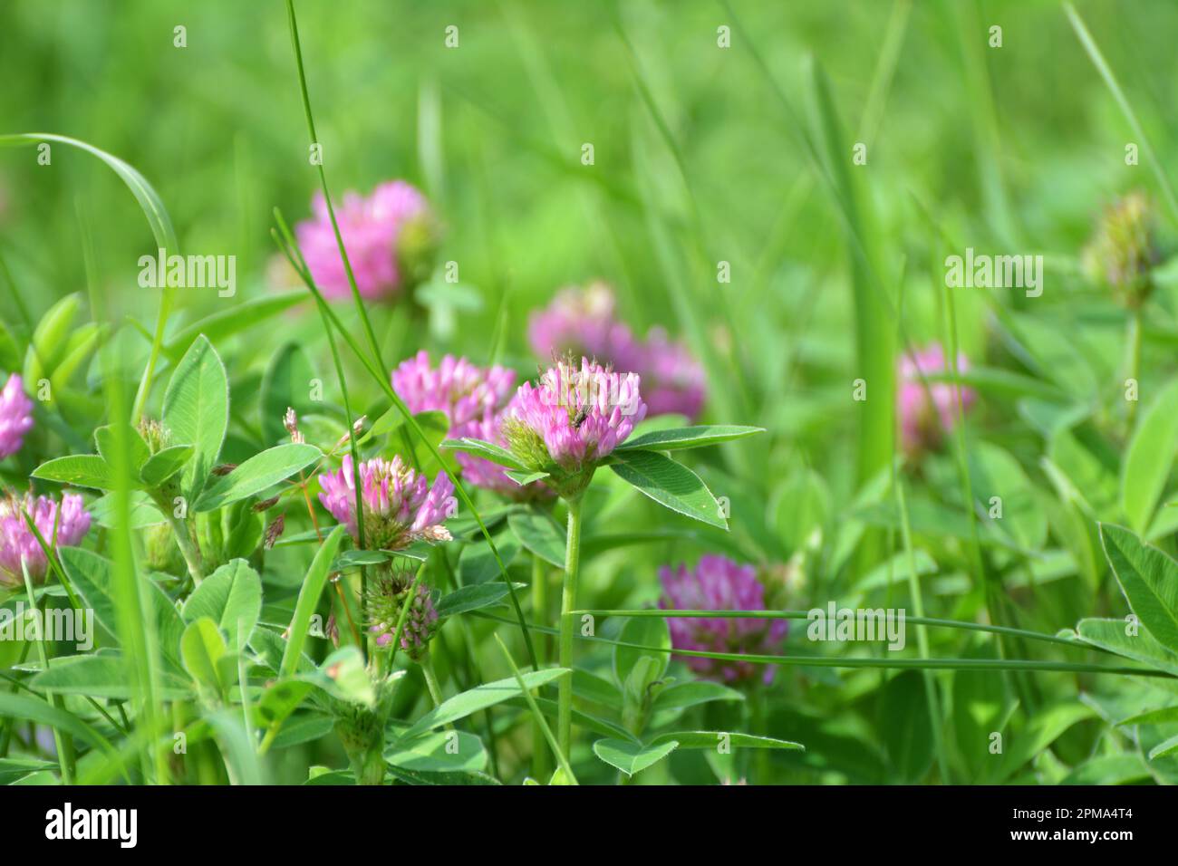 In the meadow, among the wild grasses blooms clover (Trifolium medium Stock Photo - Alamy
