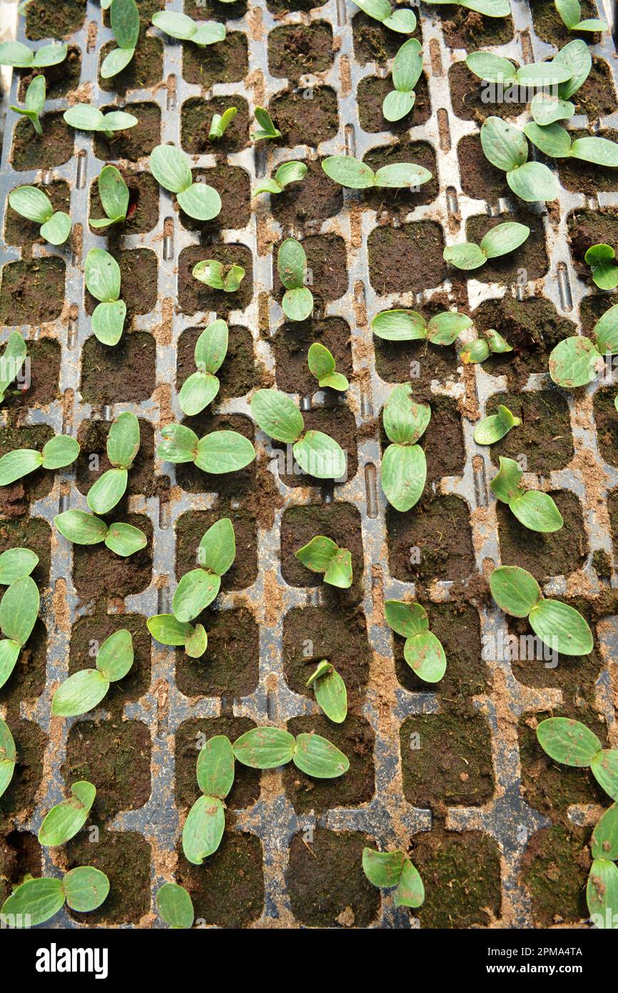 Growing seedlings of cucumbers in plastic cassettes with organic soil ...