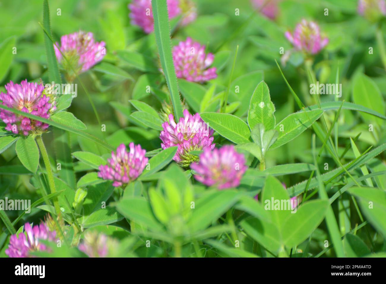 In the meadow, among the wild grasses blooms clover (Trifolium medium Stock Photo - Alamy
