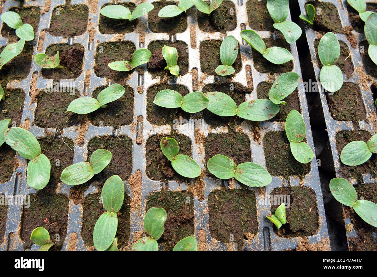Growing seedlings of cucumbers in plastic cassettes with organic soil ...