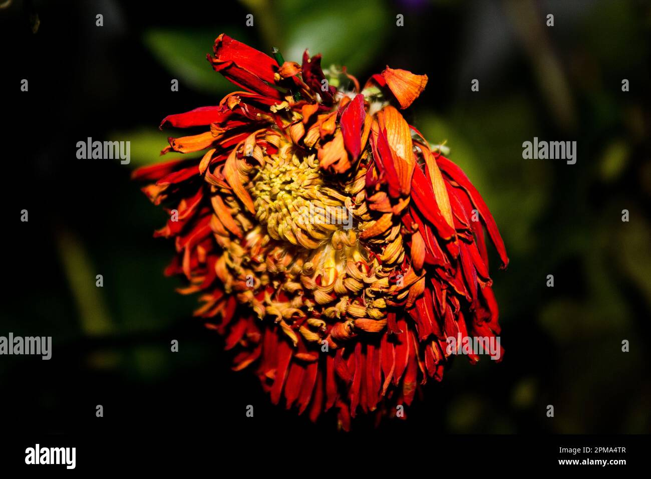 Hdr flower hi-res stock photography and images - Alamy
