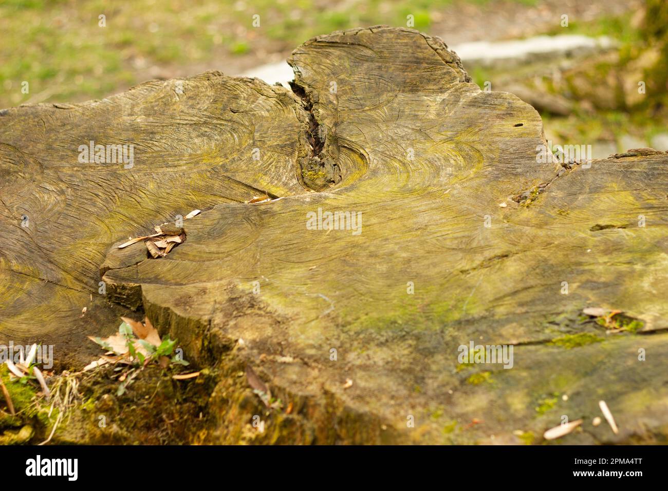 Textured of cracked tree bark with different shapes in forest Stock ...