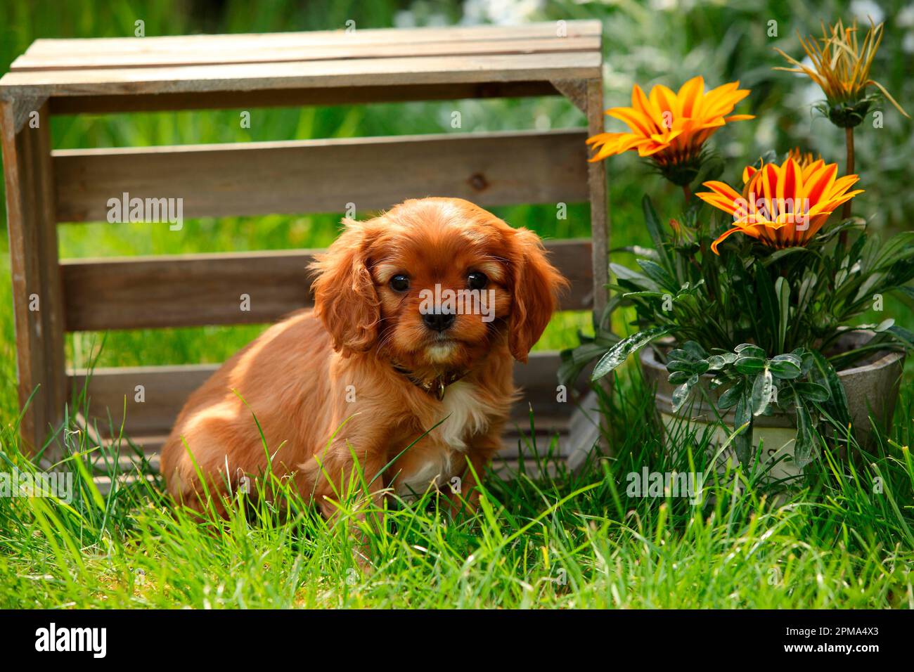 Cavalier King Charles Spaniel, puppy, ruby red, 6 weeks Stock Photo - Alamy