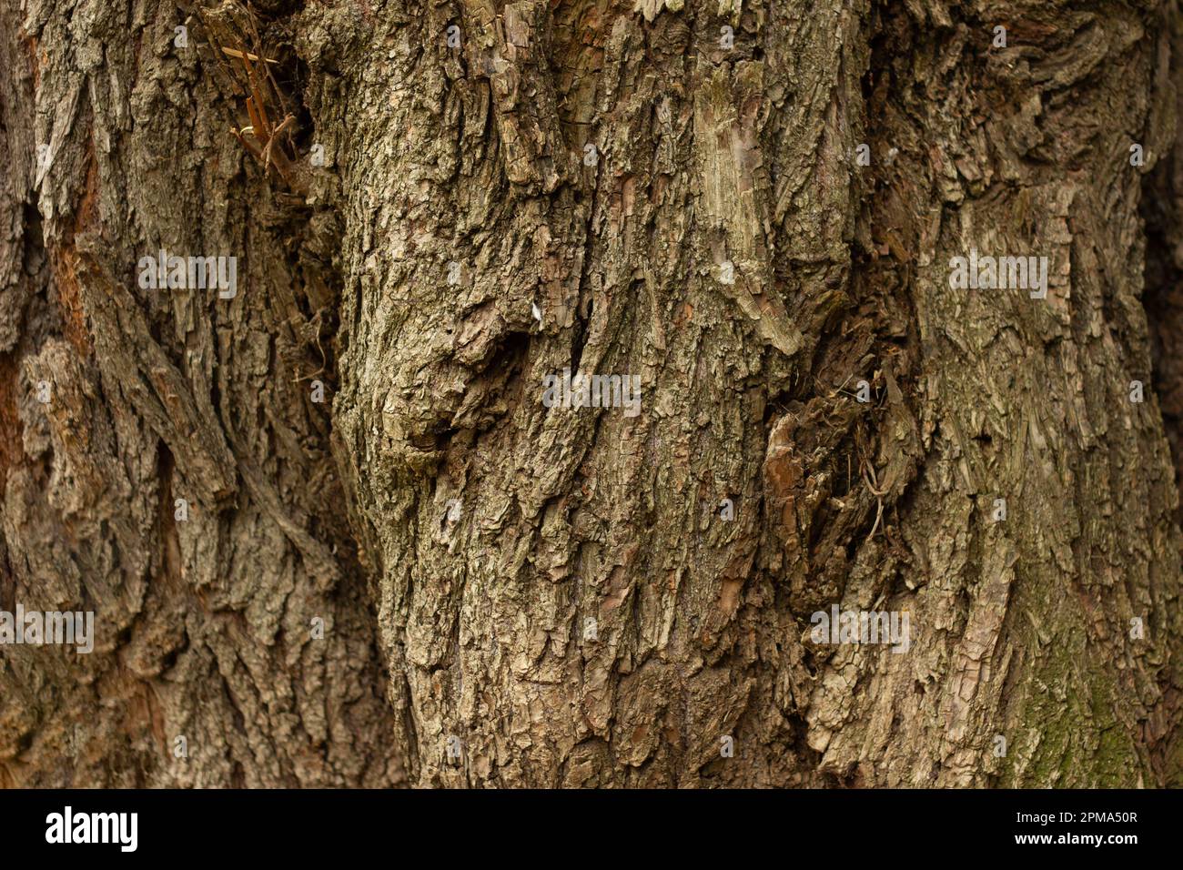 Textured background of cracked tree bark with different shapes in ...