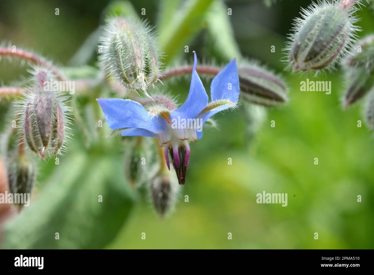 In summer, borage (Borago officinalis) grows in nature Stock Photo - Alamy
