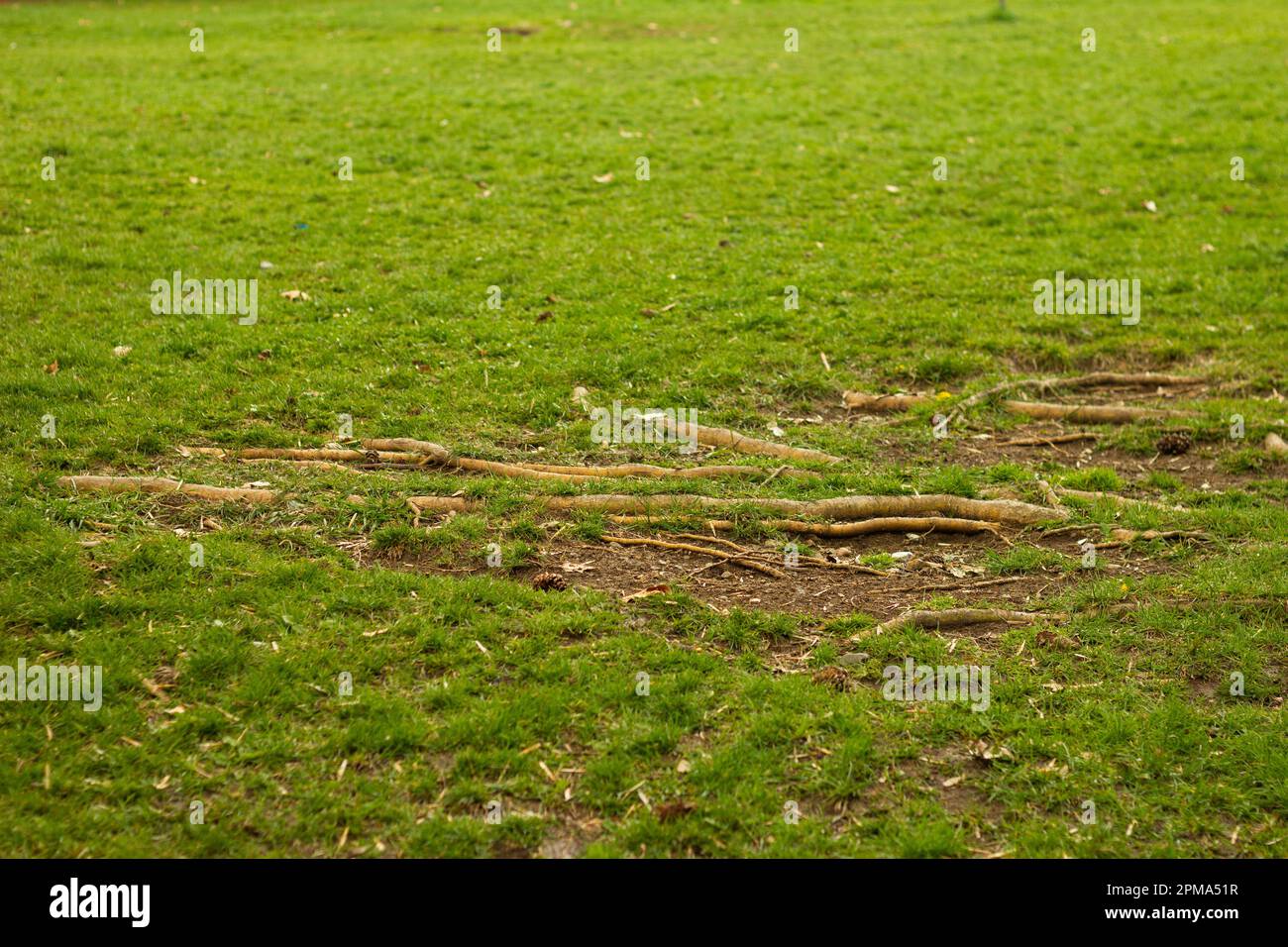 tree roots in the park Stock Photo - Alamy