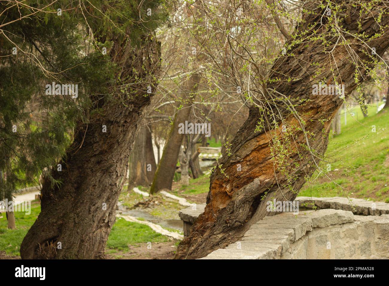 cracked trees with different shapes in forest Stock Photo - Alamy