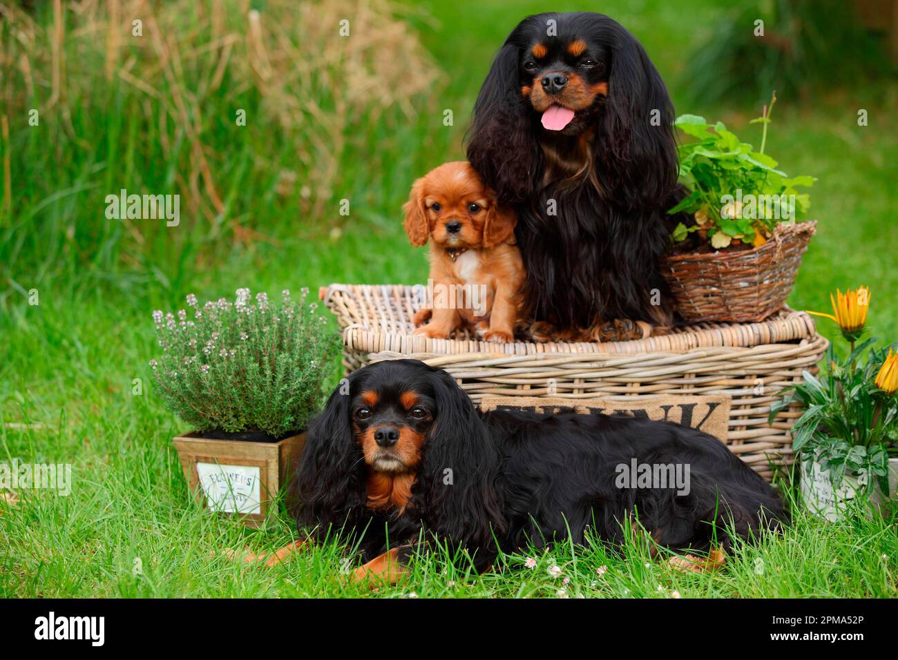Cavalier King Charles Spaniel, black-and-tan and ruby, pair and puppy ...