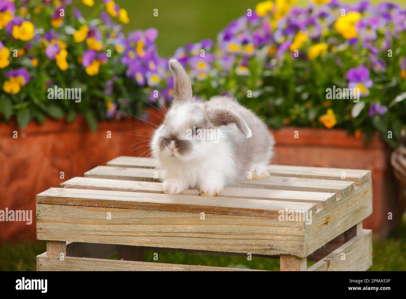 Dwarf ram rabbit, kitten, 5 weeks old Stock Photo - Alamy