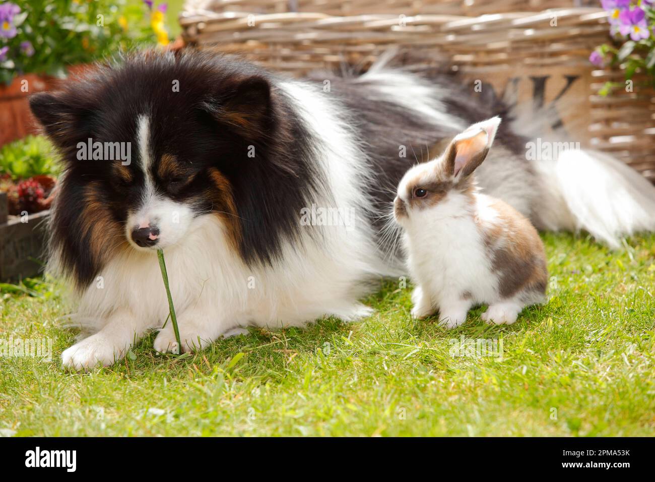 Dwarf dog hi-res stock photography and images - Alamy