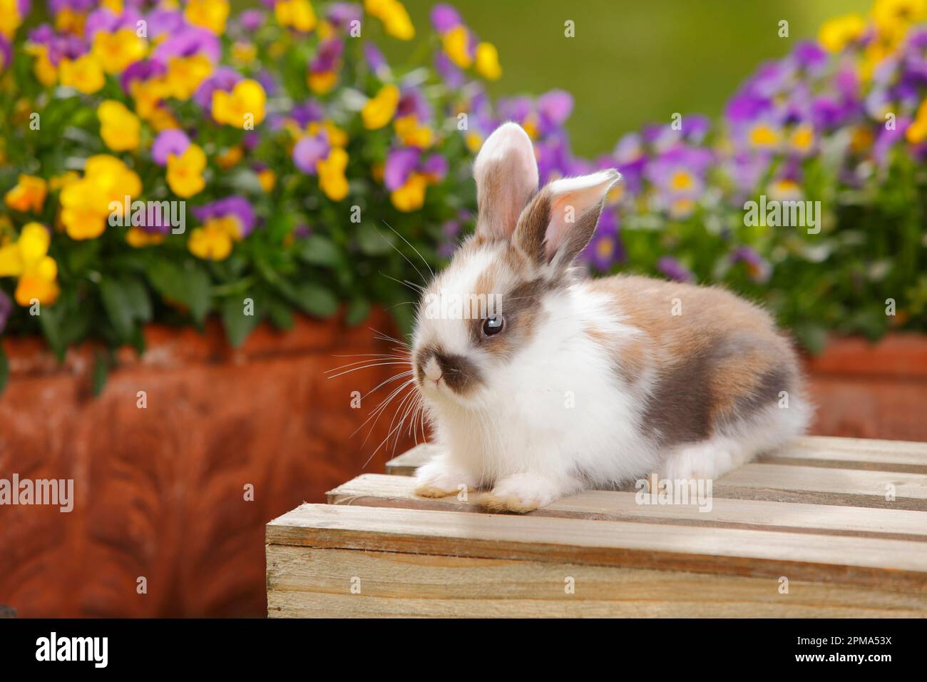5 week old kitten hi-res stock photography and images - Alamy