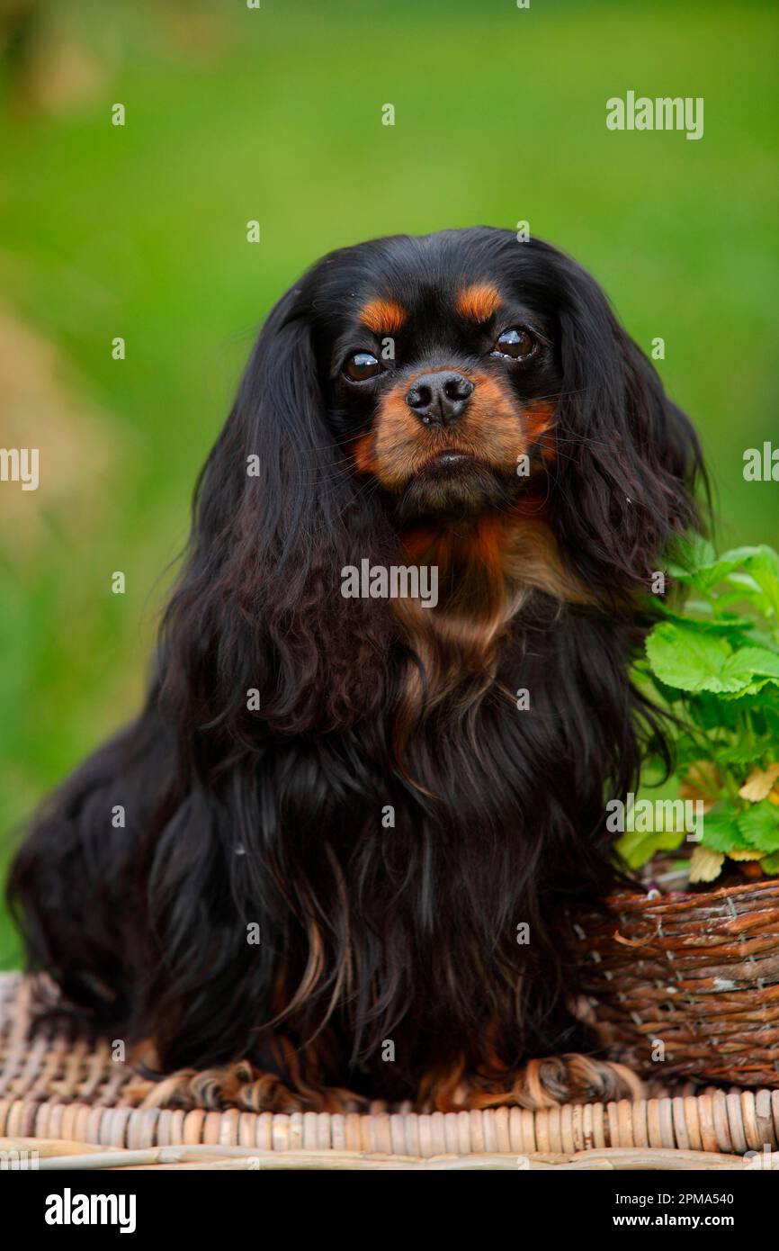 Cavalier King Charles Spaniel, male, black-light brown Stock Photo - Alamy