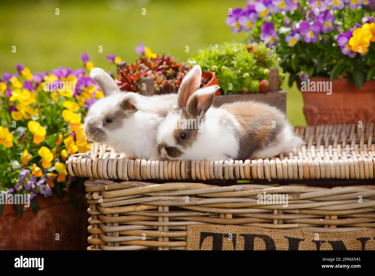 Five rabbits hi-res stock photography and images - Alamy