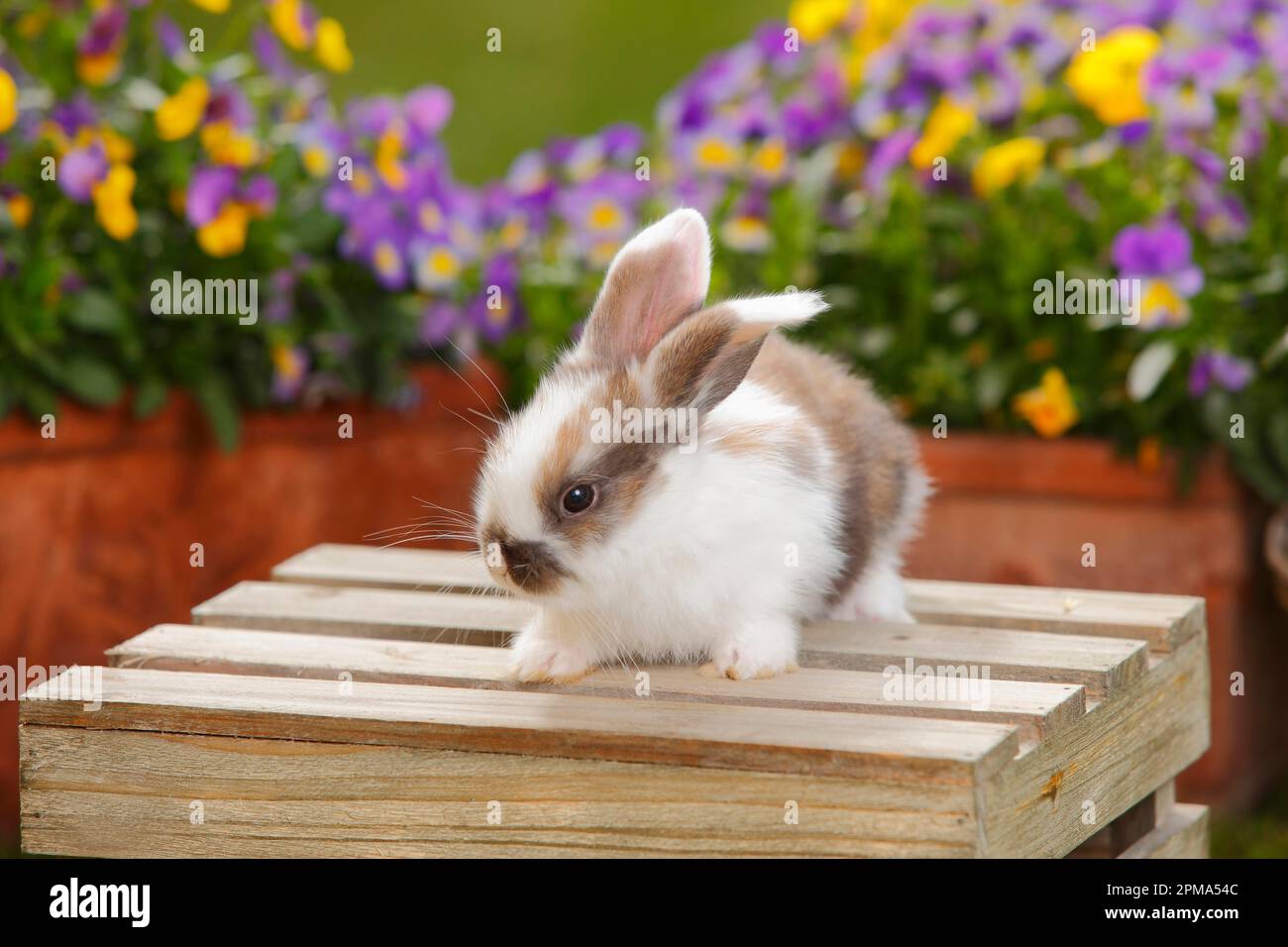 Dwarf ram rabbit, kitten, 5 weeks old Stock Photo - Alamy