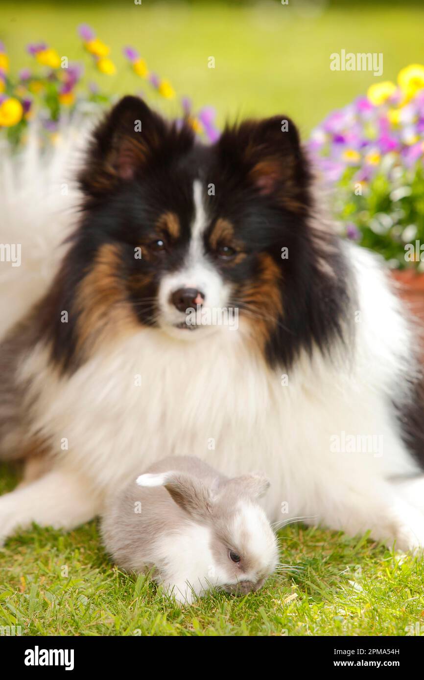 Big dog little kitten hi-res stock photography and images - Alamy