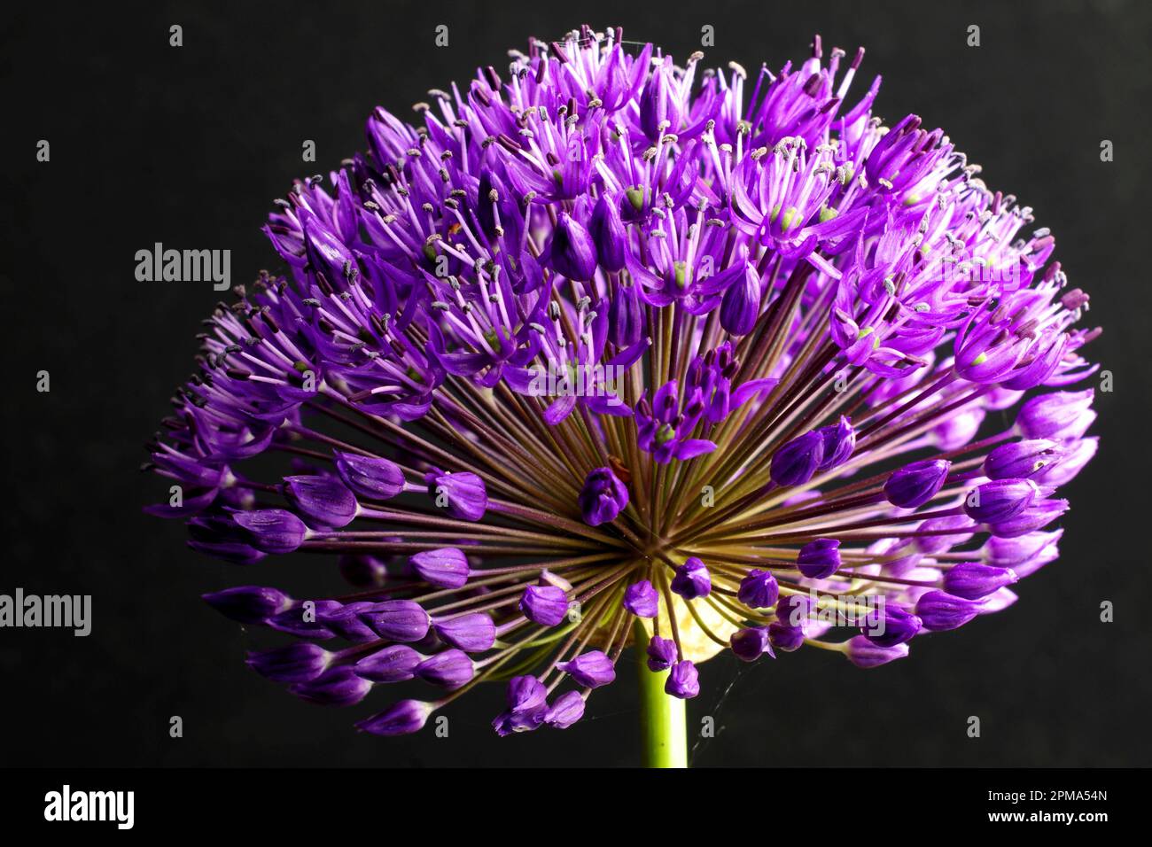 Globe leek, Leek family, Ornamental leek, Purple Senation variety ...