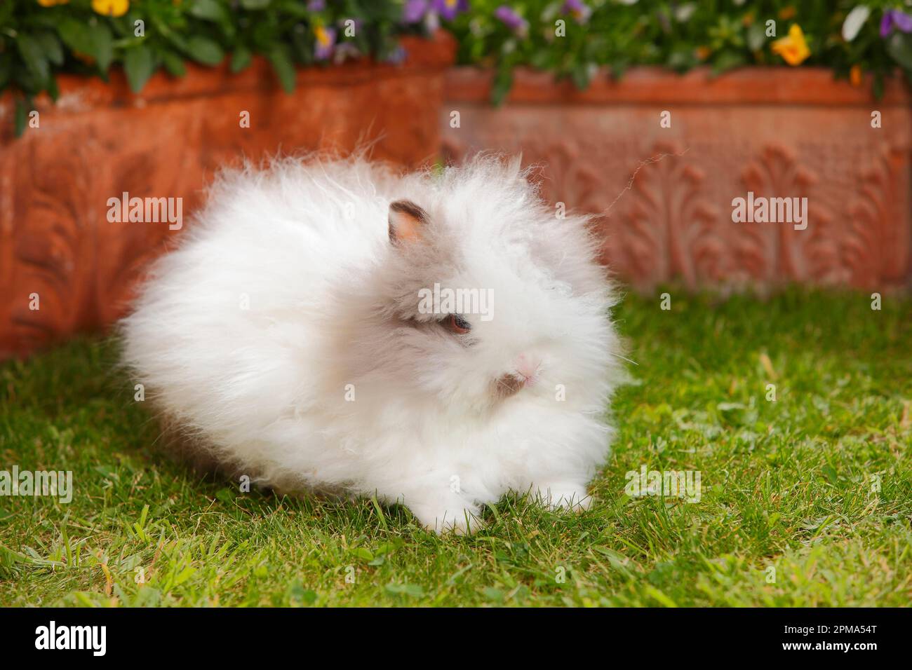 Teddy dwarf rabbit Stock Photo - Alamy