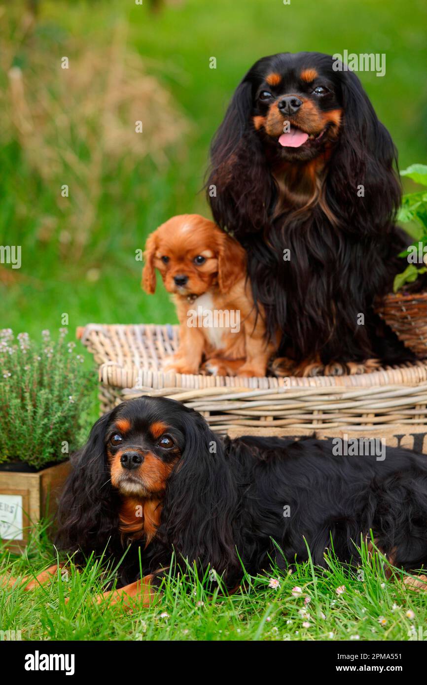 Cavalier King Charles Spaniel, black-and-tan and ruby, pair and puppy ...