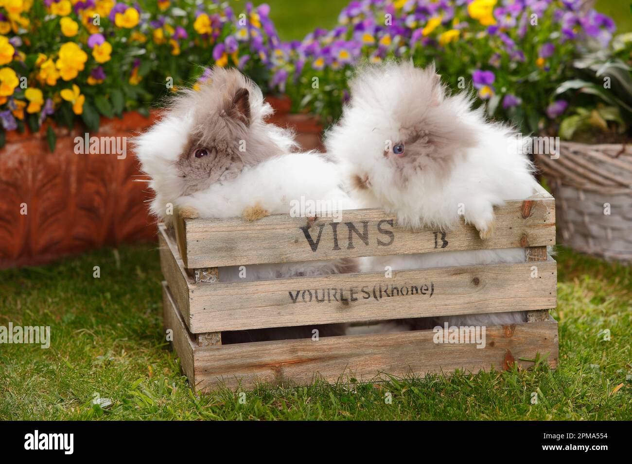 Teddy dwarf rabbit Stock Photo - Alamy