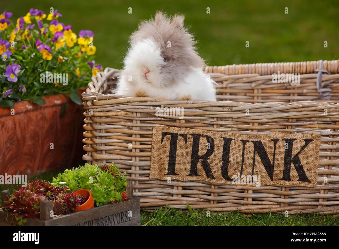Teddy dwarf rabbit Stock Photo - Alamy