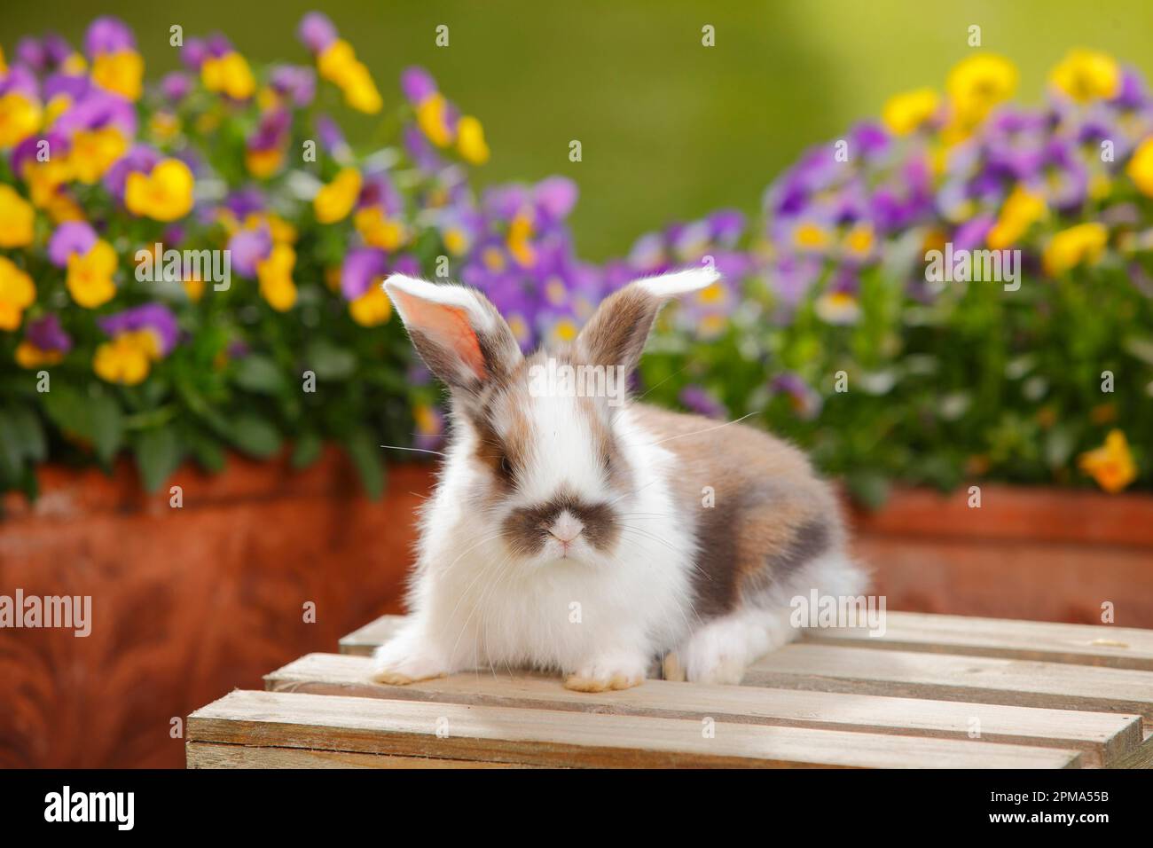 Dwarf ram rabbit, kitten, 5 weeks old Stock Photo - Alamy