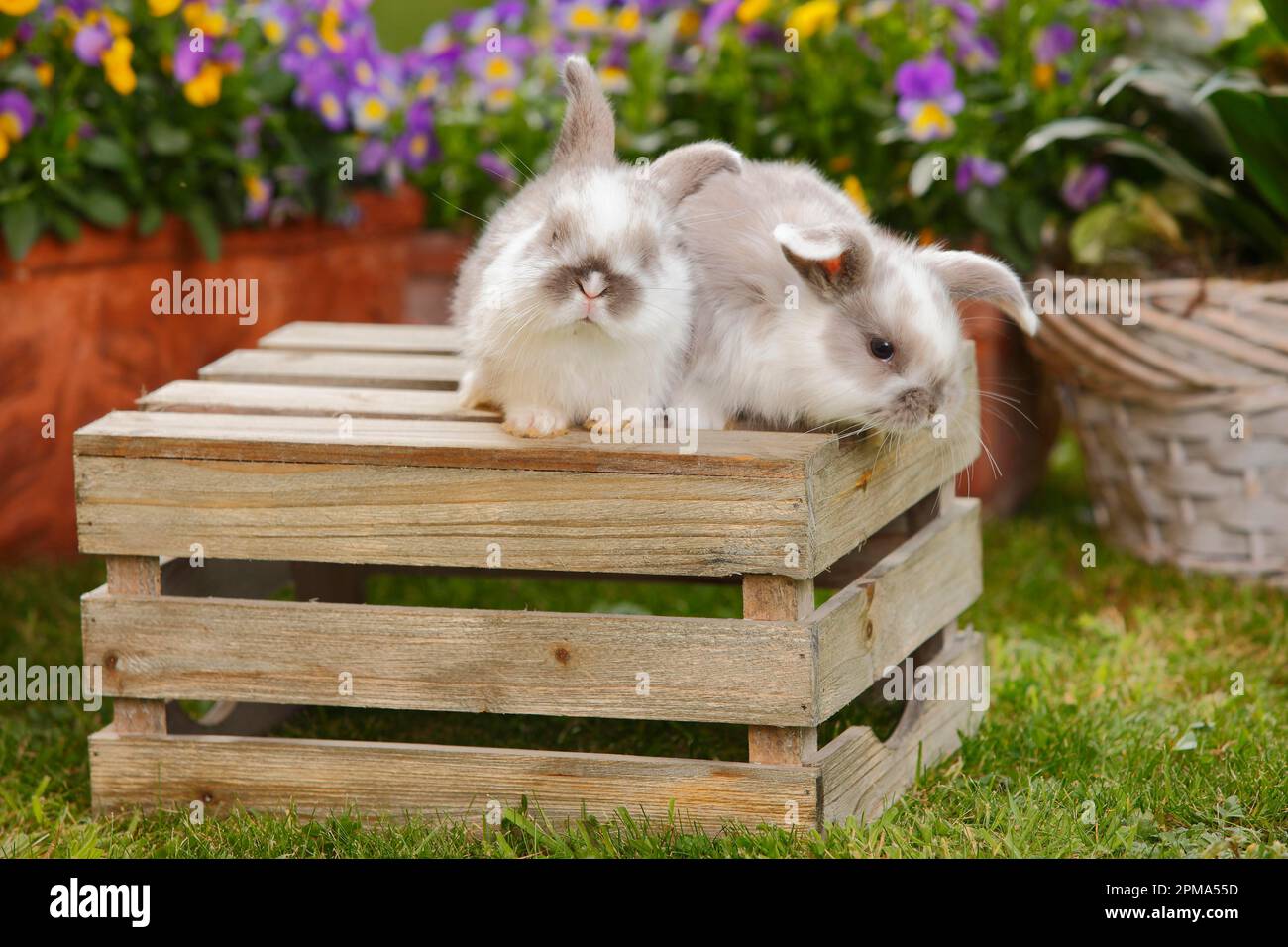 Dwarf ram rabbits, kittens, 5 weeks Stock Photo - Alamy