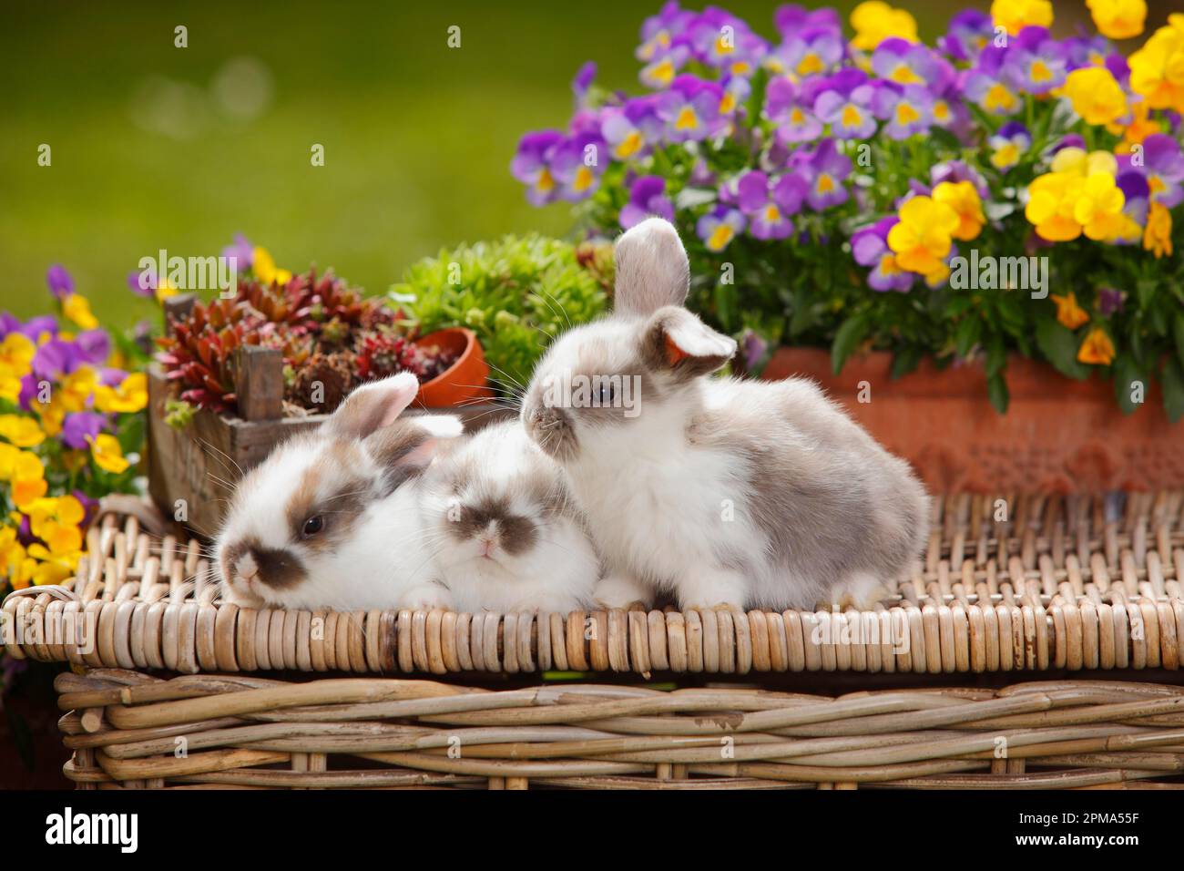 Dwarf ram rabbits, kittens, 5 weeks Stock Photo - Alamy