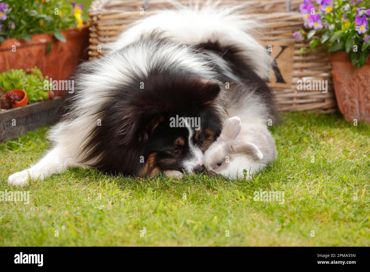 Mixed breed dog and dwarf ram rabbit, kitten, 5 weeks Stock Photo - Alamy