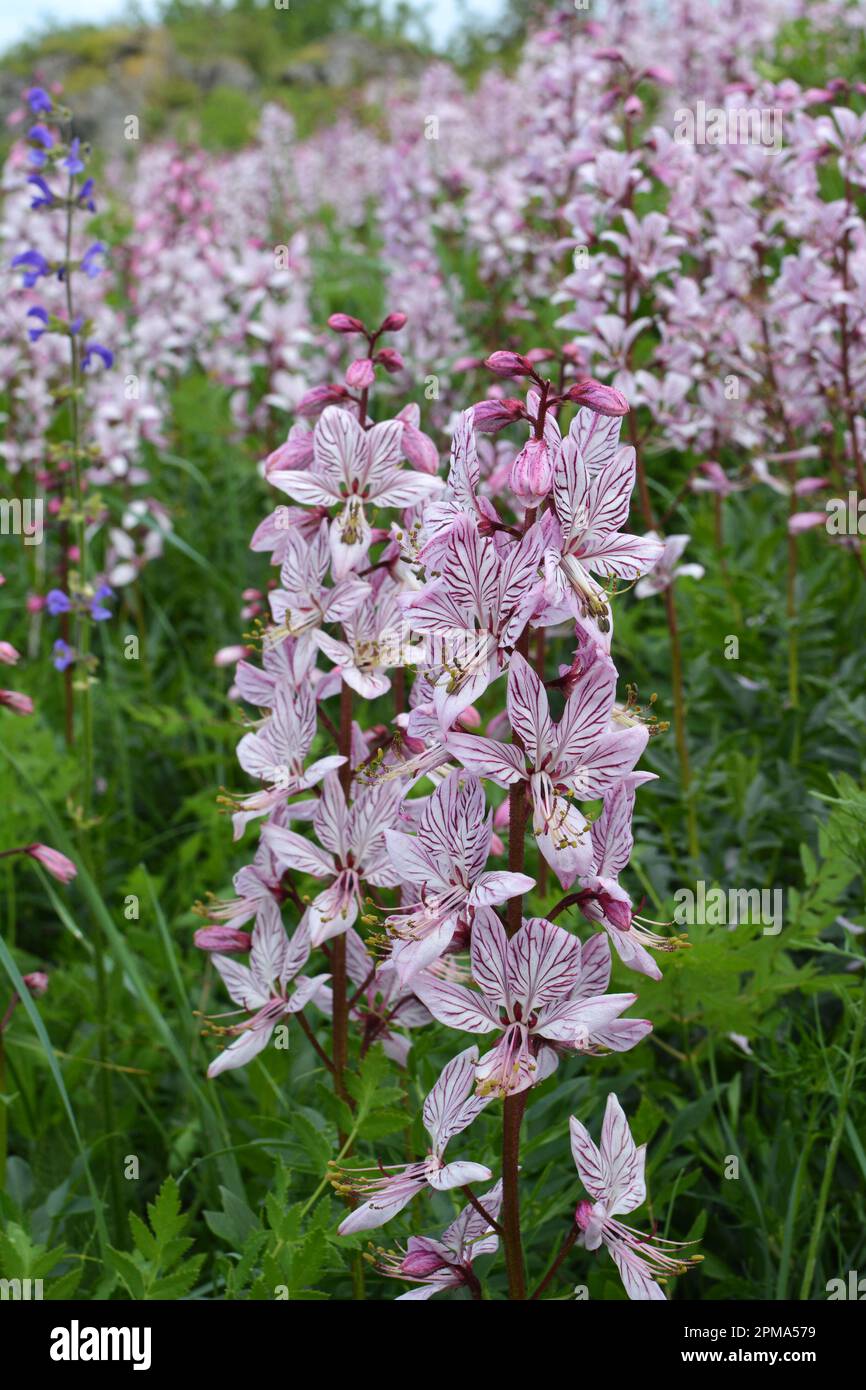 In the wild it blooms rare, Red Book, medicinal and ornamental plant ...