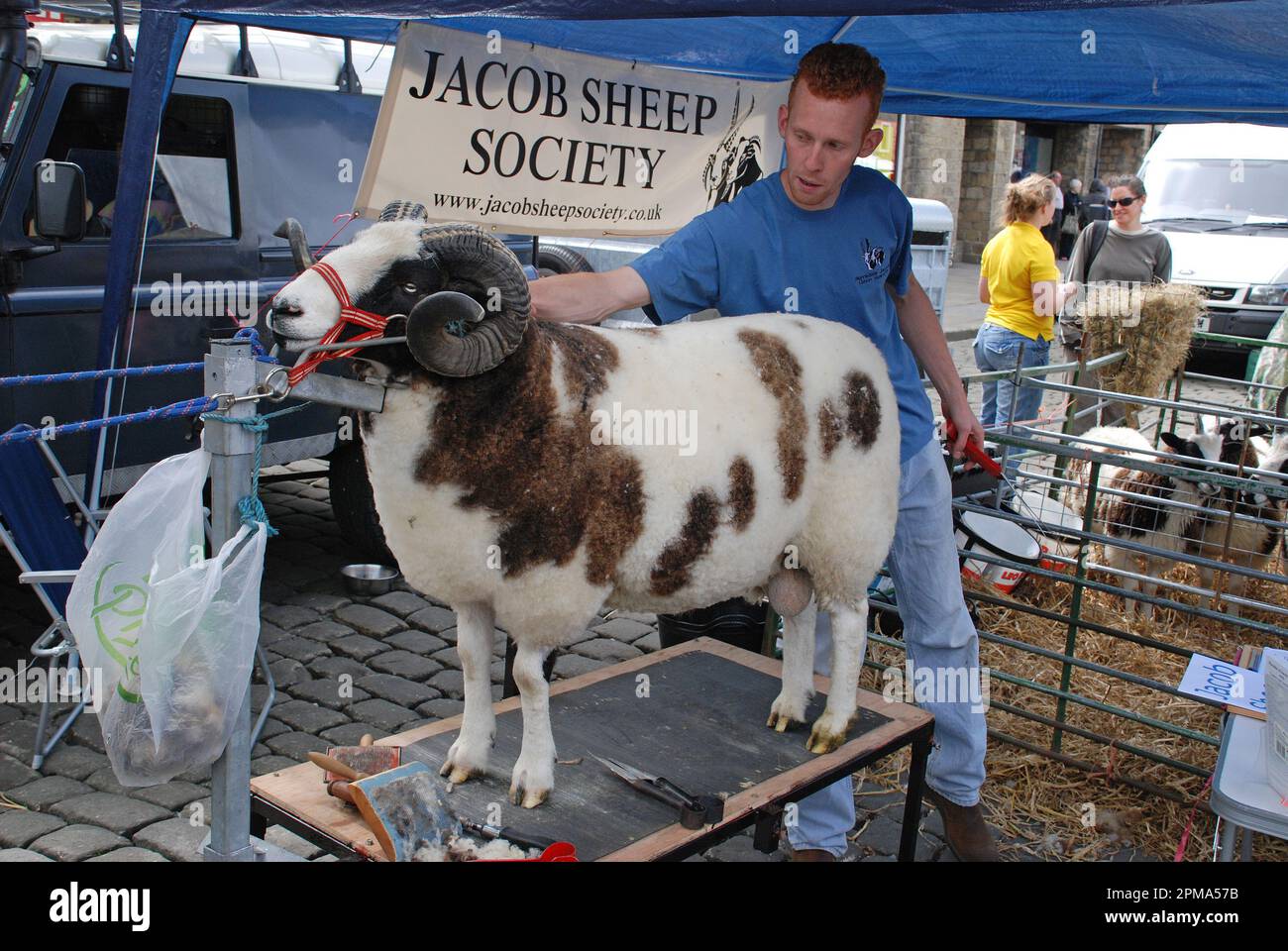 Preparing and showing a Jacob sheep ram at the Skipton Sheep Day, High ...