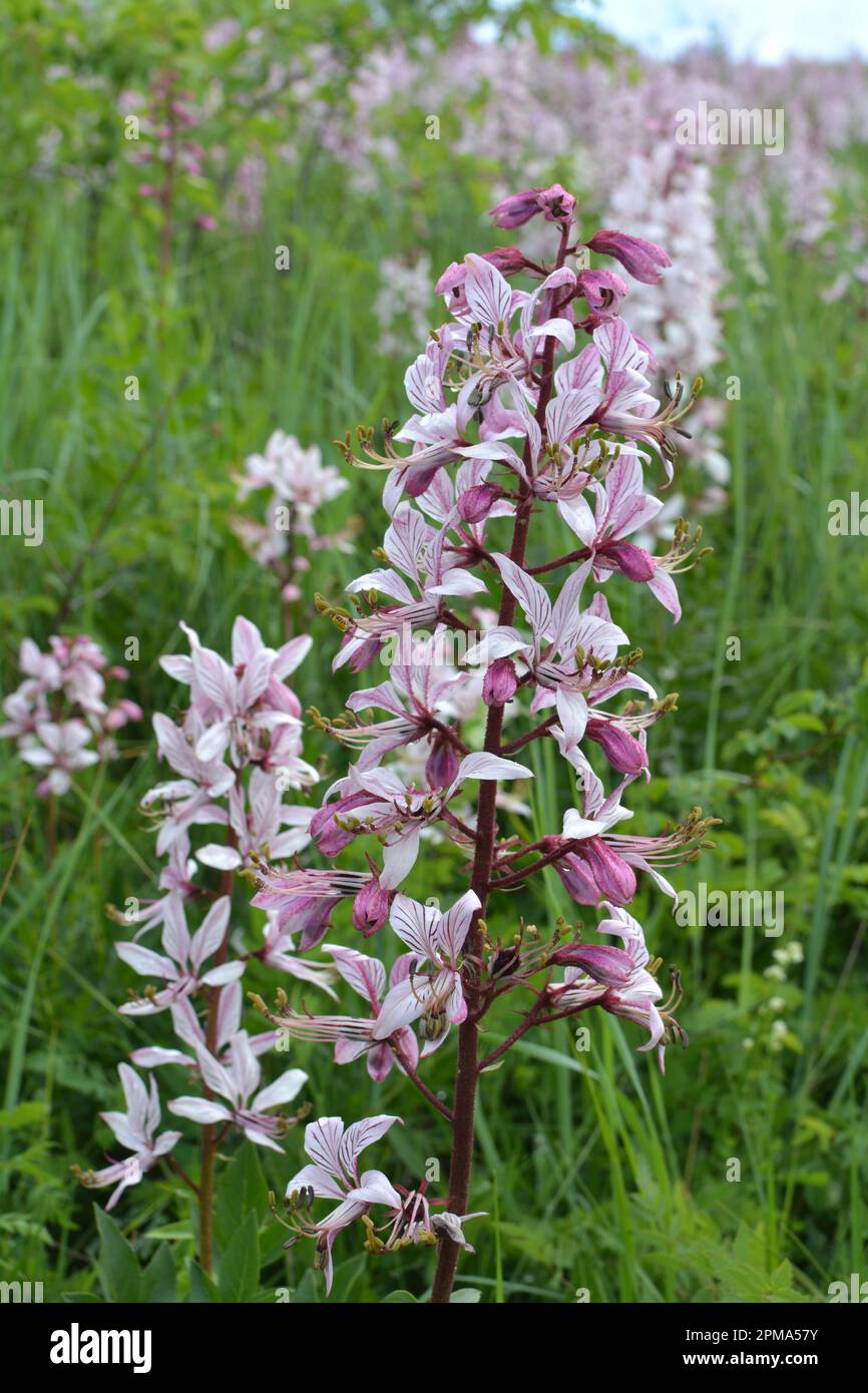 In the wild it blooms rare, Red Book, medicinal and ornamental plant ...