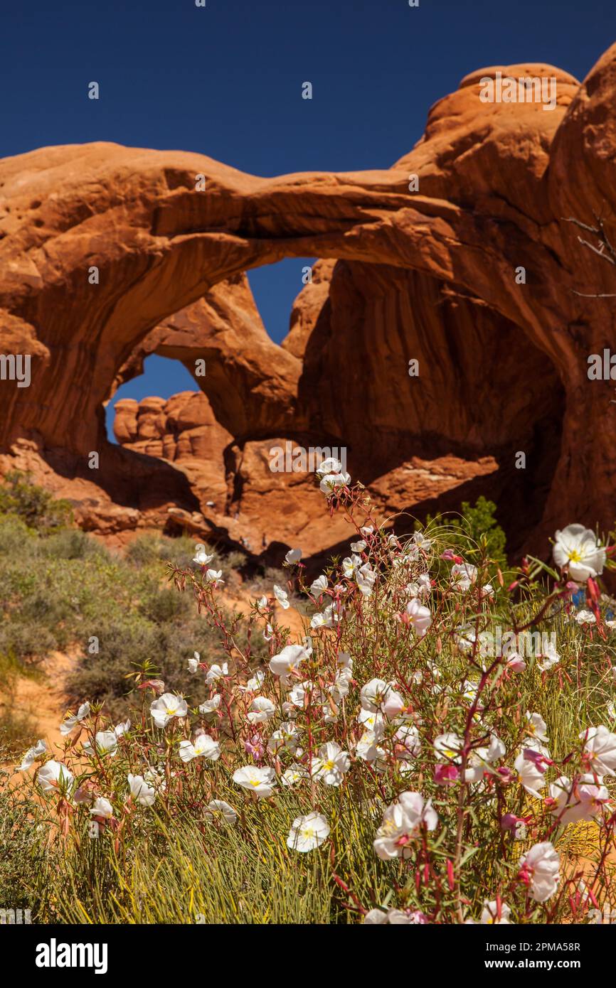 Double Arch, Windows Section, Arches National Park, Utah, USA Stock ...