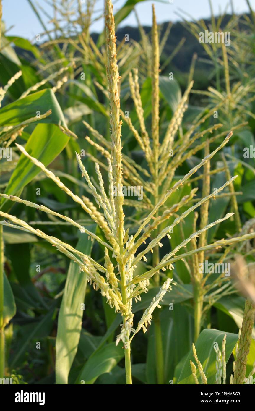 Corn tassel hi-res stock photography and images - Alamy