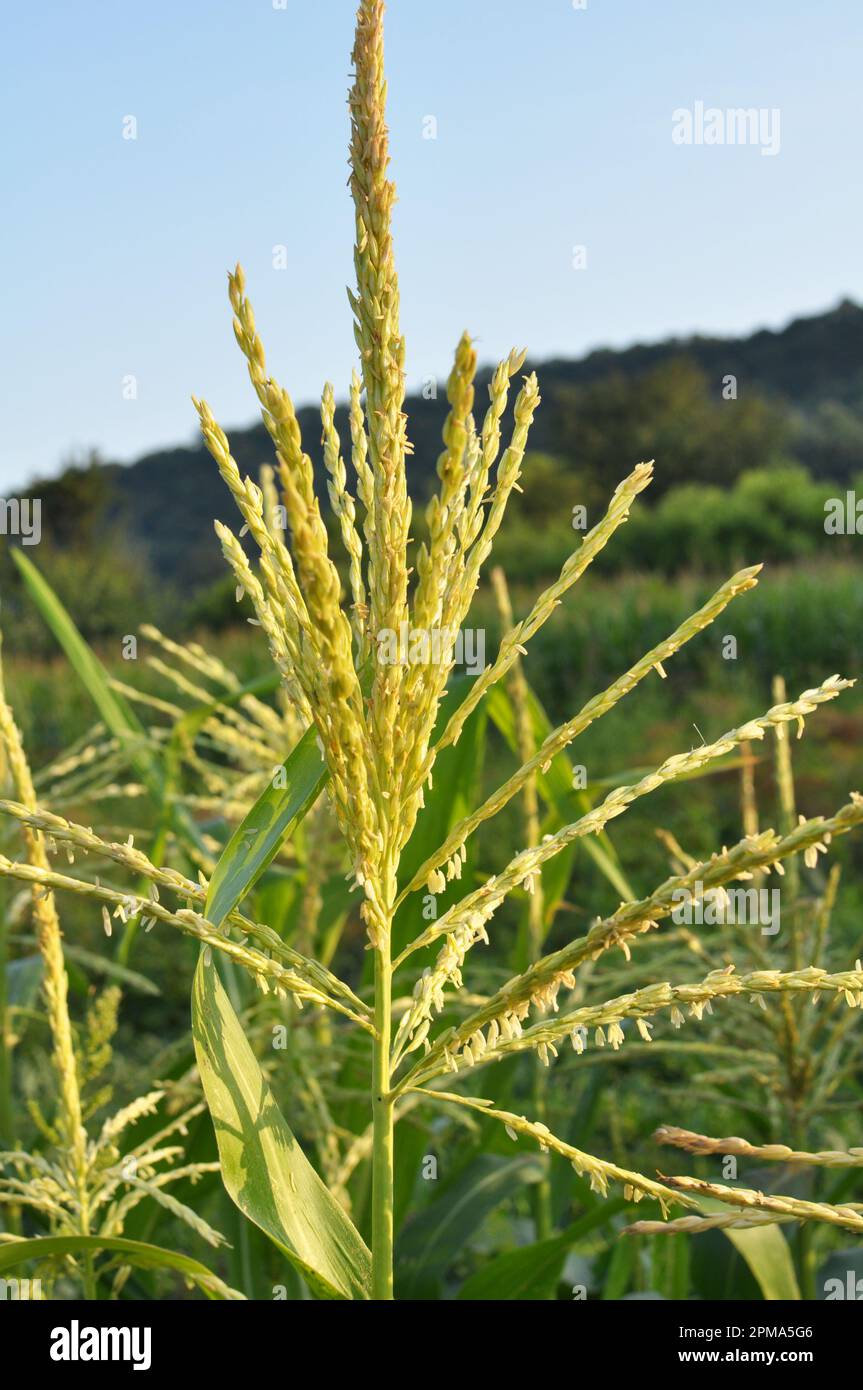 On the farm field blooms panicle corn Stock Photo - Alamy